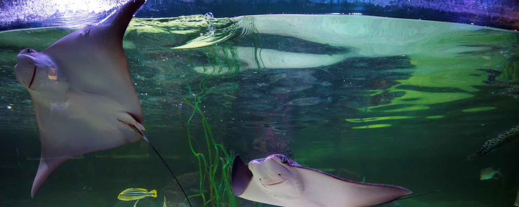 Tickets: Sea Life Loch Lomond Anytime Entry | Loch Lomond SEA LIFE ...