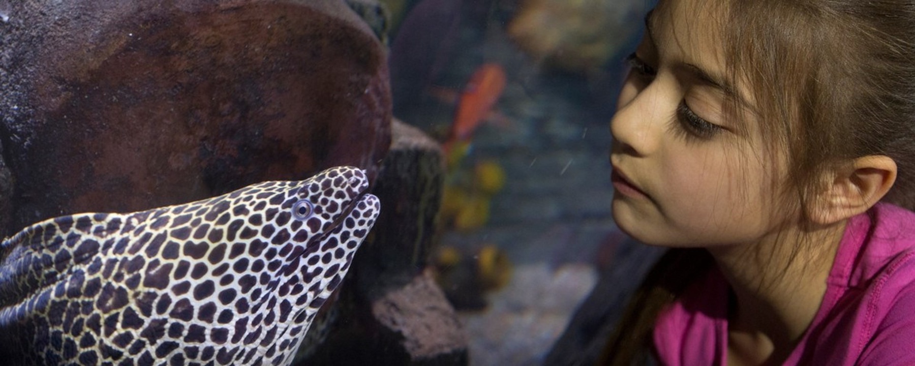 Tickets: Sea Life Loch Lomond Standard Admission | Loch Lomond SEA LIFE Aquarium Balloch Sun 03 ...