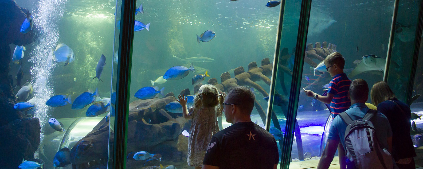 Tickets: Sea Life Hunstanton Anytime Entry | Seagate Road Hunstanton ...