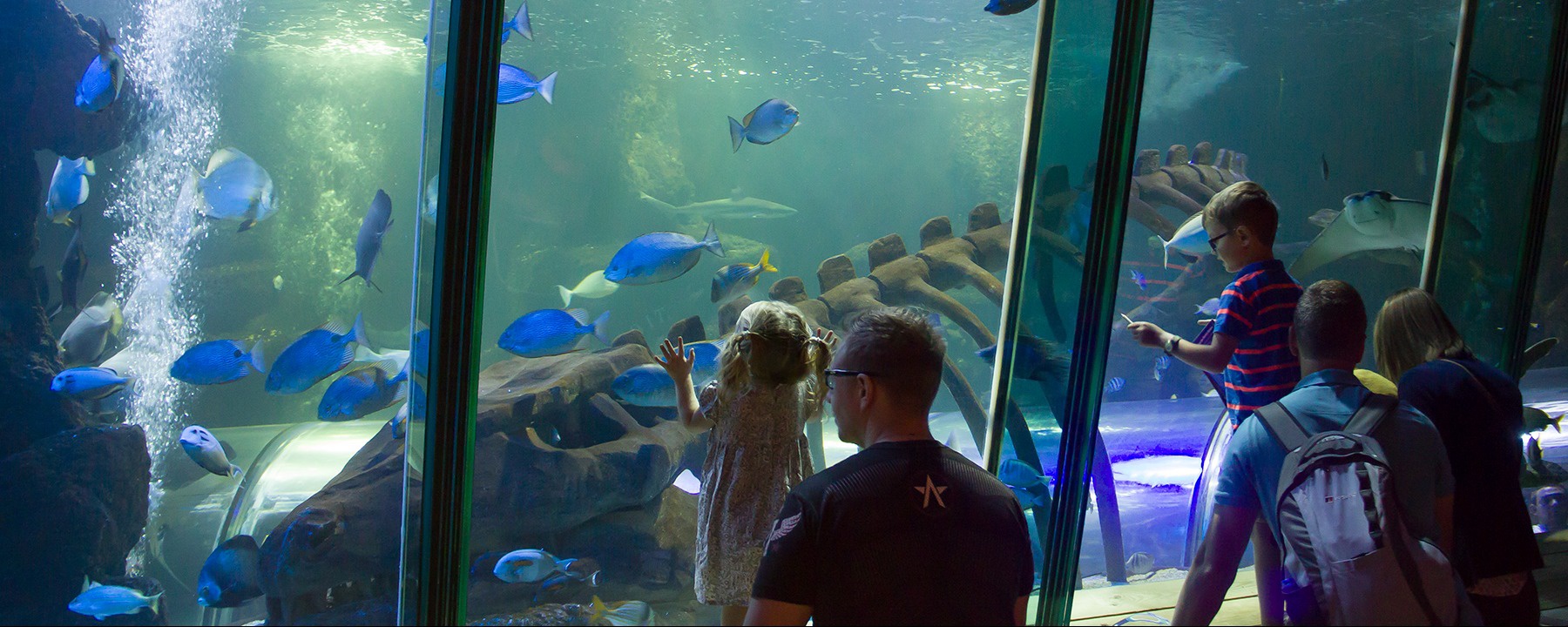 Sea Life Hunstanton Standard Admission | Seagate Road Hunstanton Sat 06 ...