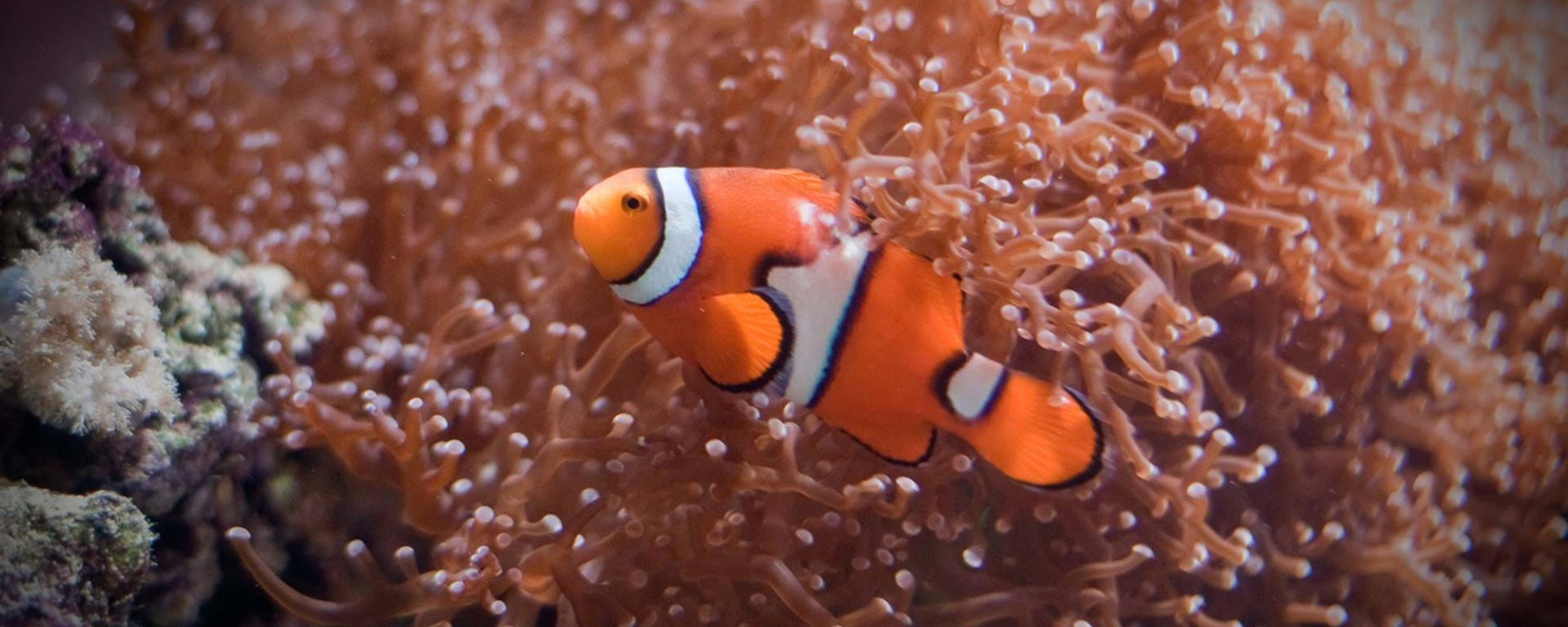 Great Yarmouth Sea Life | Marine Parade Great Yarmouth Wed 20 August 2025